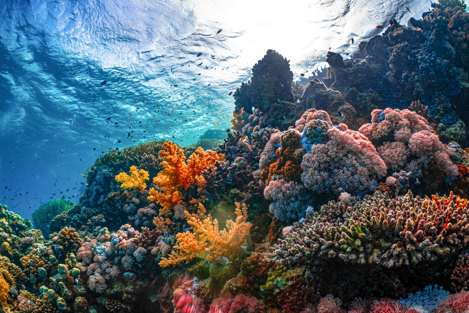 NEOM: Exploring Saudi Arabia's Future City and Its Natural Wonders ...